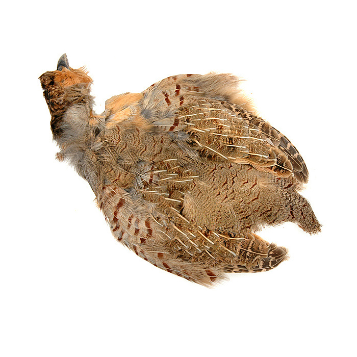 FFGene PARTRIDGE COMPLETE SKIN | Fly Tying Materials \ Feathers \ Skins ...